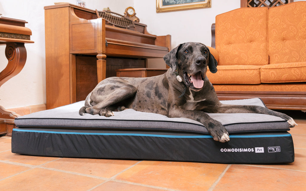 Cozy Coils dog bed - Comodisimos Pet Line – Comodisimos US