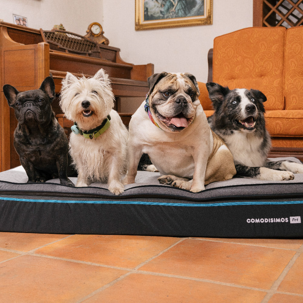 Cozy Coils dog bed - Comodisimos Pet Line – Comodisimos US